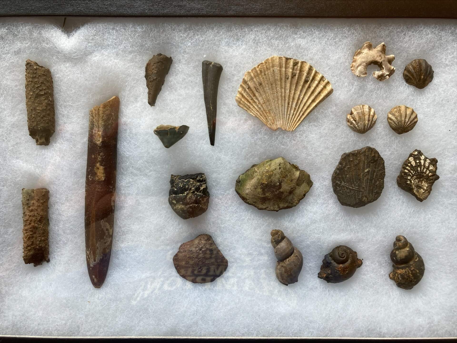 Professor Morano donates rare turtle fossils to NJ State Museum ...