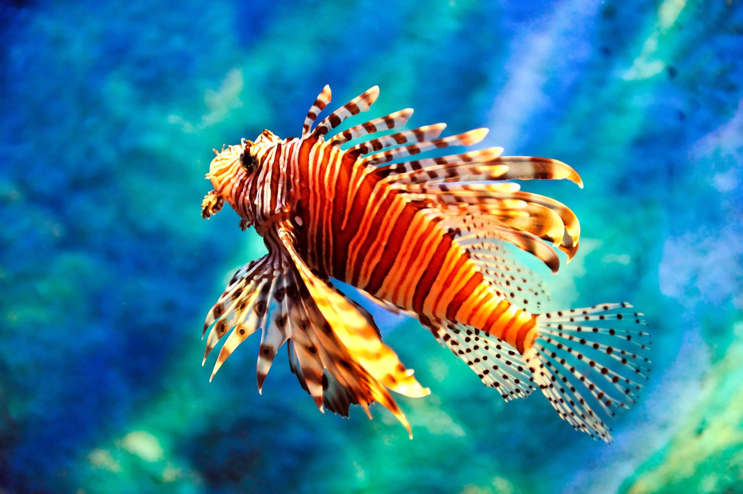 Lionfish are more dangerous than you may think - The Outlook